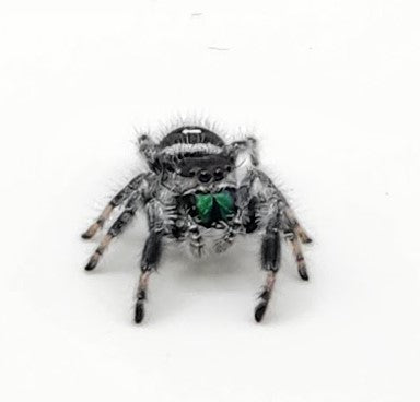 Phidippus Regius (Regal) Jumping Spider Slings – Orion's House Of Jumpers
