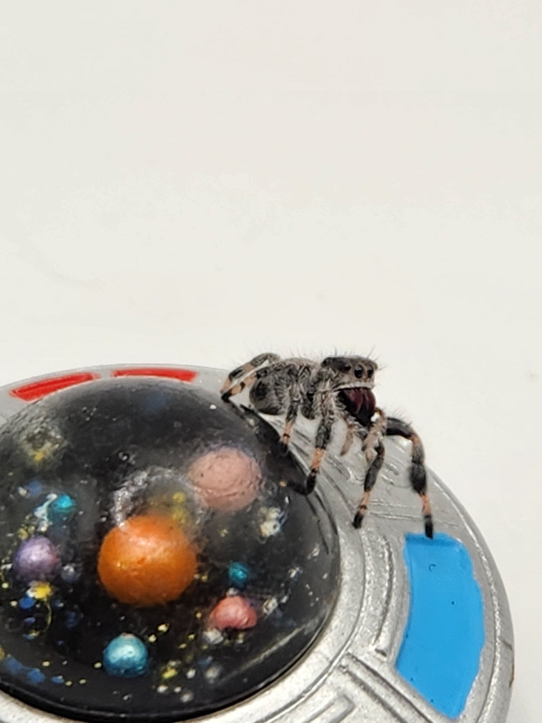 Phidippus Regius (Regal) Jumping Spider Slings – Orion's House Of Jumpers